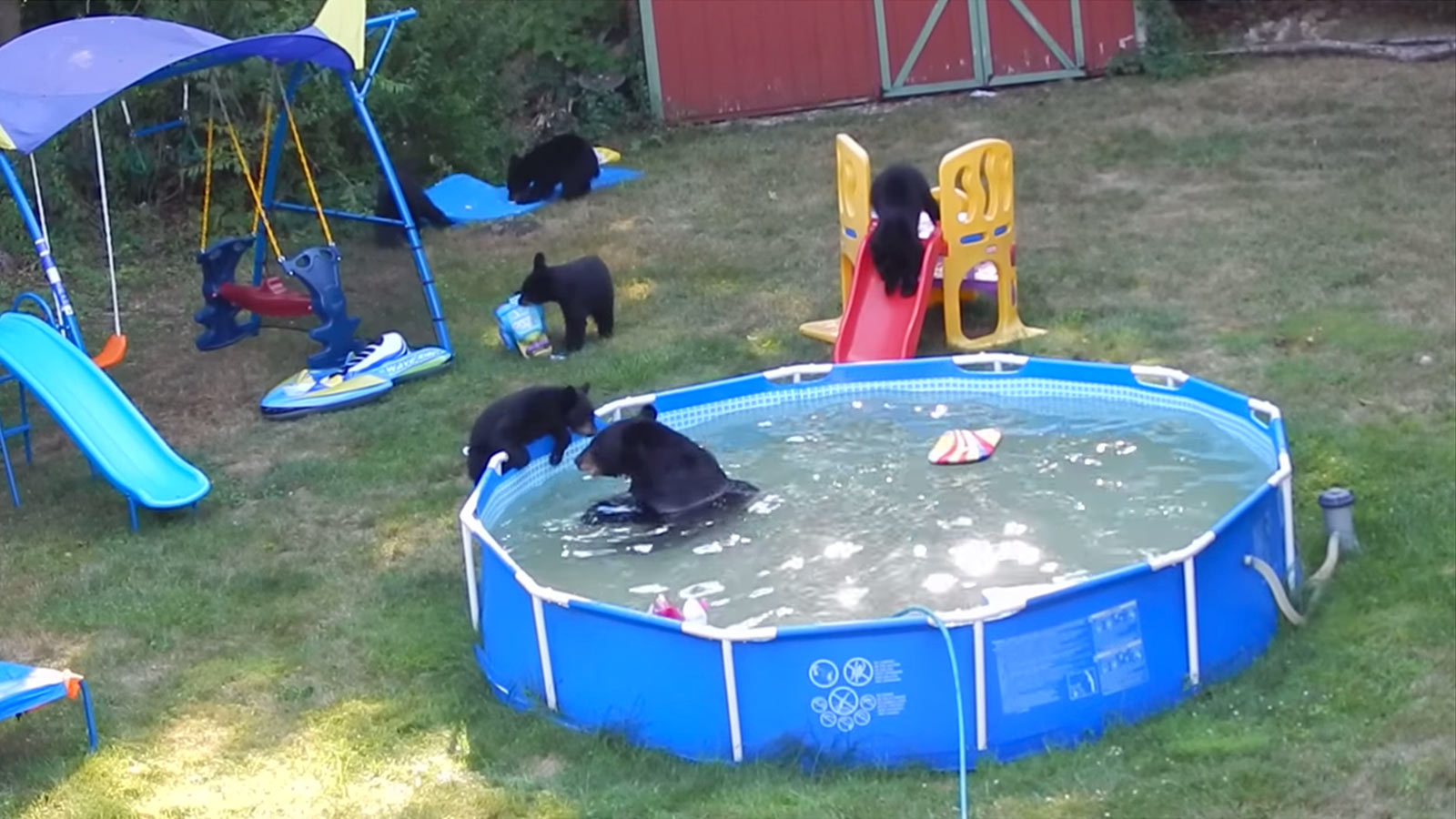 Video Mama Bear And Her Cubs Invade Backyard Play With All The