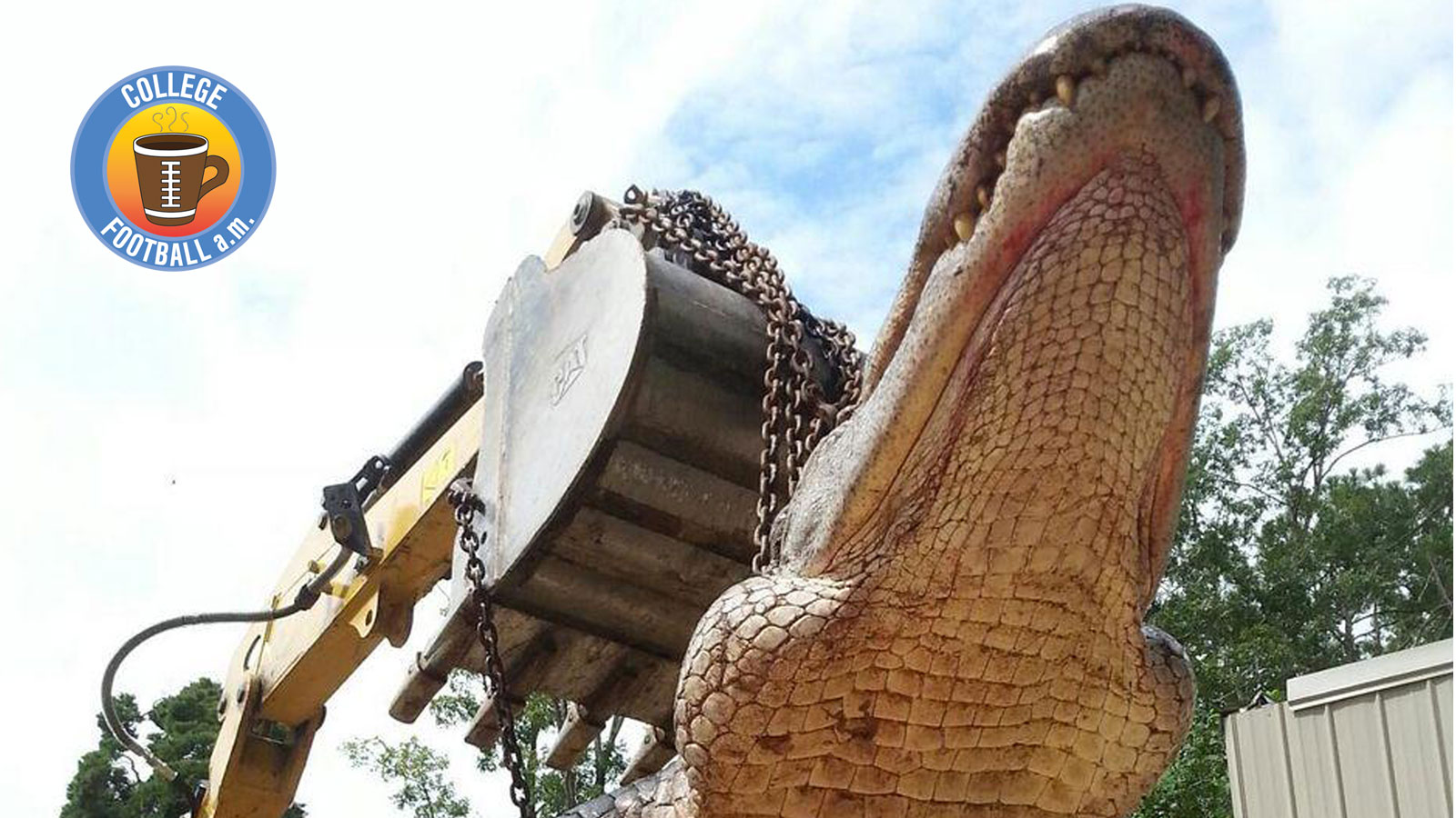 CFB AM: This 920-pound gator set an Alabama hunting record