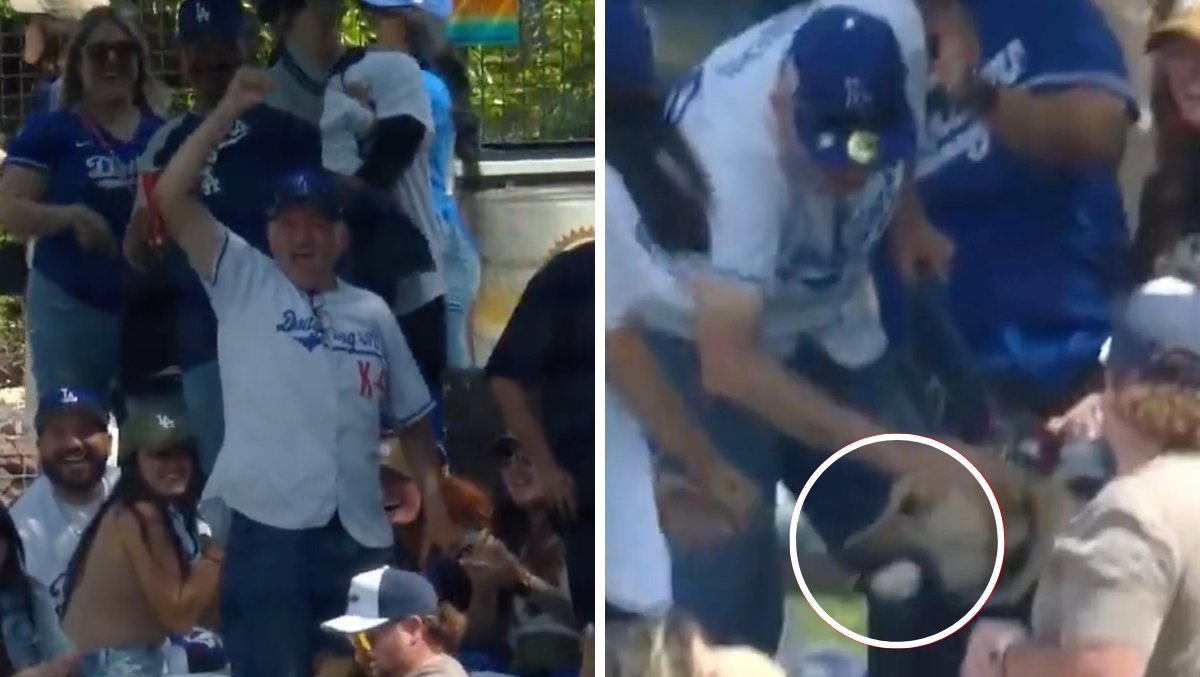 WATCH: Dog Catches Home Run Ball At Dodgers Spring Training Game | OutKick