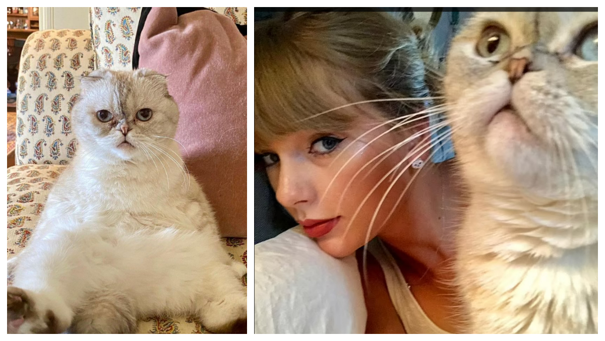 Taylor Swift's Cat Is Worth More Money Than You (And Your Entire