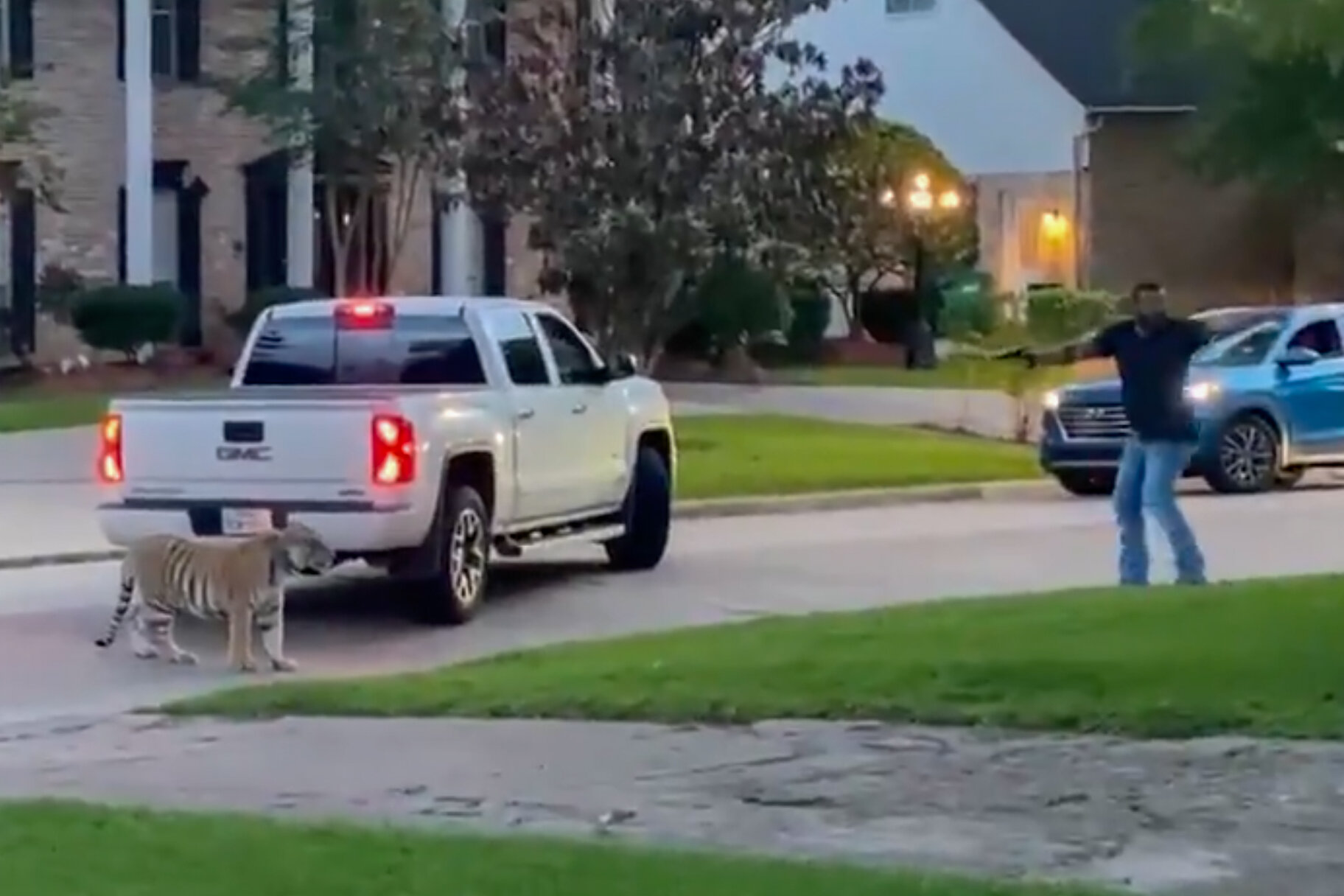 Missing Houston Tiger Found Safe and Sound | OutKick