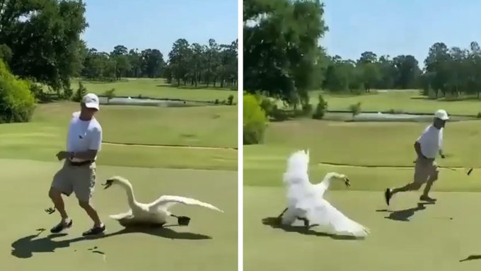 Forget Alligators, This Golfer Was Attacked By A SWAN! | OutKick