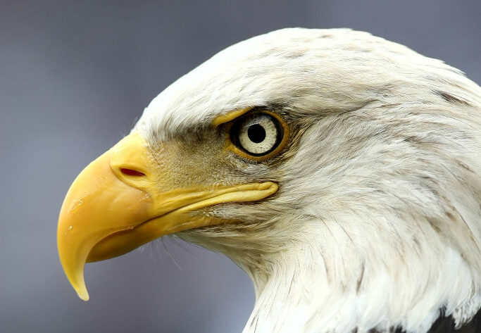 Yes, America Is Still The Best Country In The World | OutKick