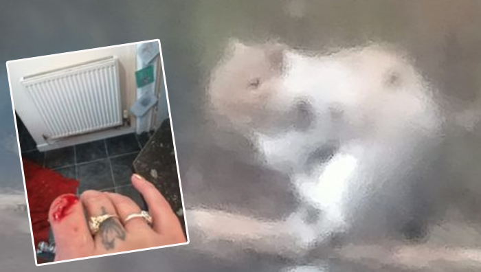 'Psycho' Squirrel Goes Nuts During Christmas Reign Of Terror, Injures ...