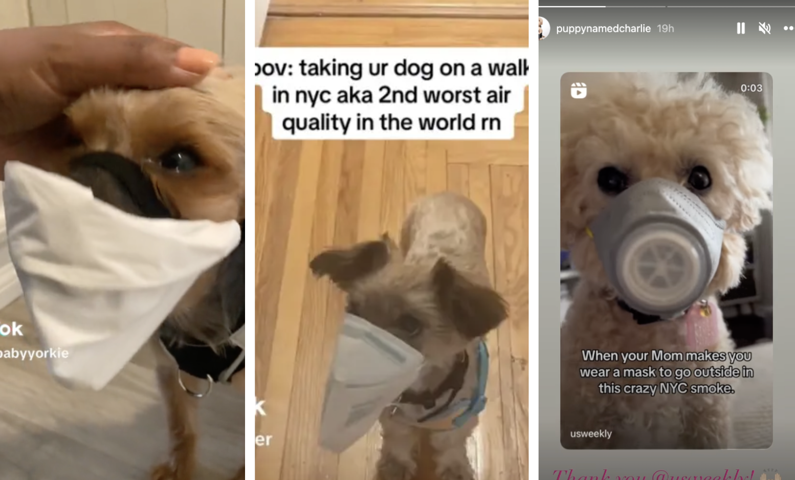 Masks For Dogs Surge In New York Amid Smoke | OutKick