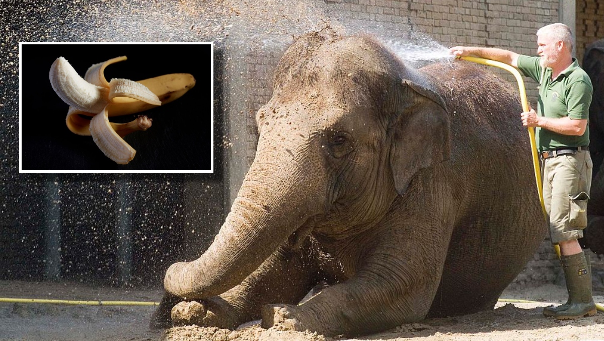 Elephant Learned How To Peel Banana, Is Conquering Humanity Next? | OutKick