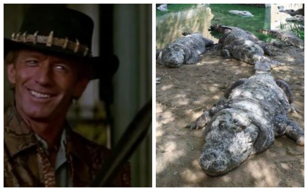 Man Used Knife To Fight Off Crocodile That Launched Itself At His ...