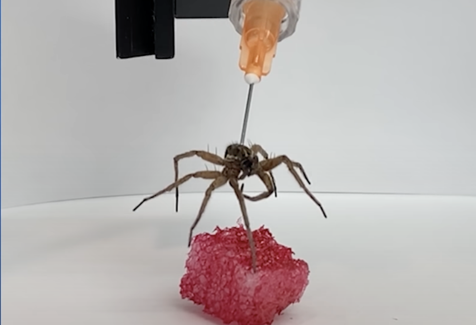 Researchers Are Turning Dead Spiders Into Robots - outkick | OutKick
