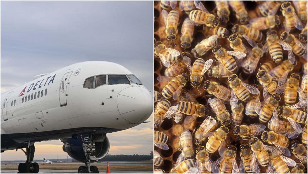 Bees Enter No Fly Zone, Cause Delta Flight Delay | OutKick
