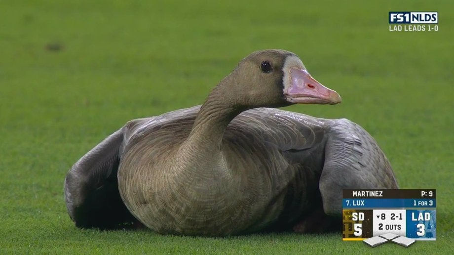 Goose Is On The Loose At Dodger Stadium! | OutKick