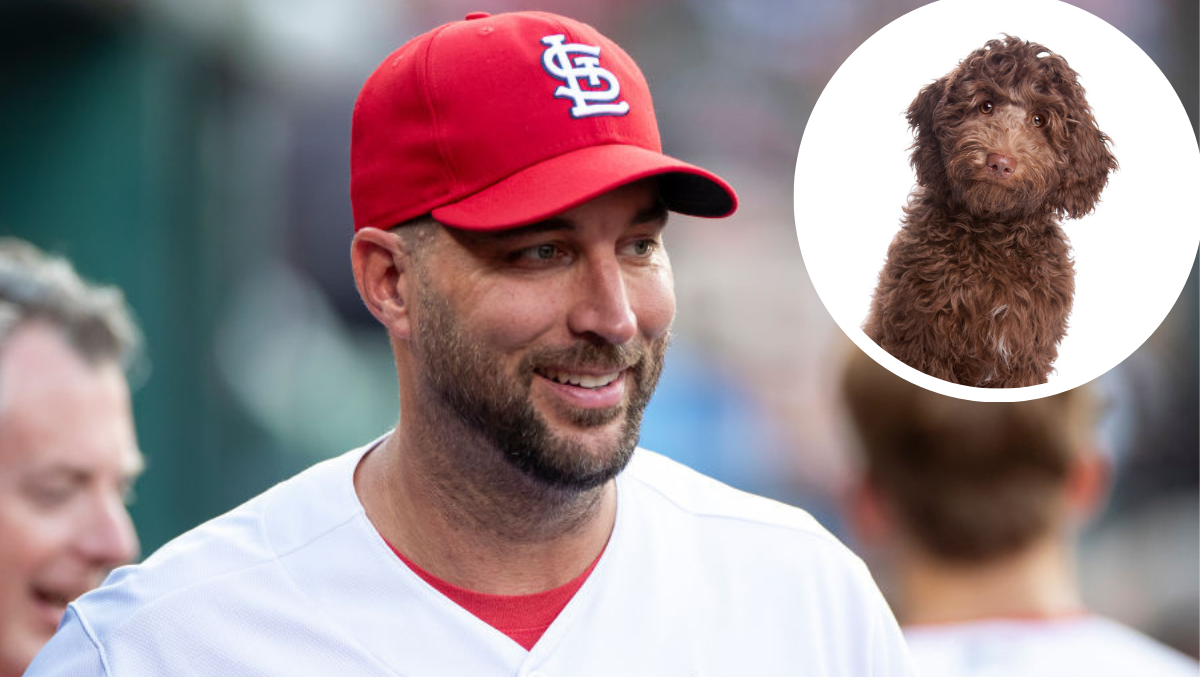 Cardinals Surprise Adam Wainwright With A Puppy As Retirement Gift ...