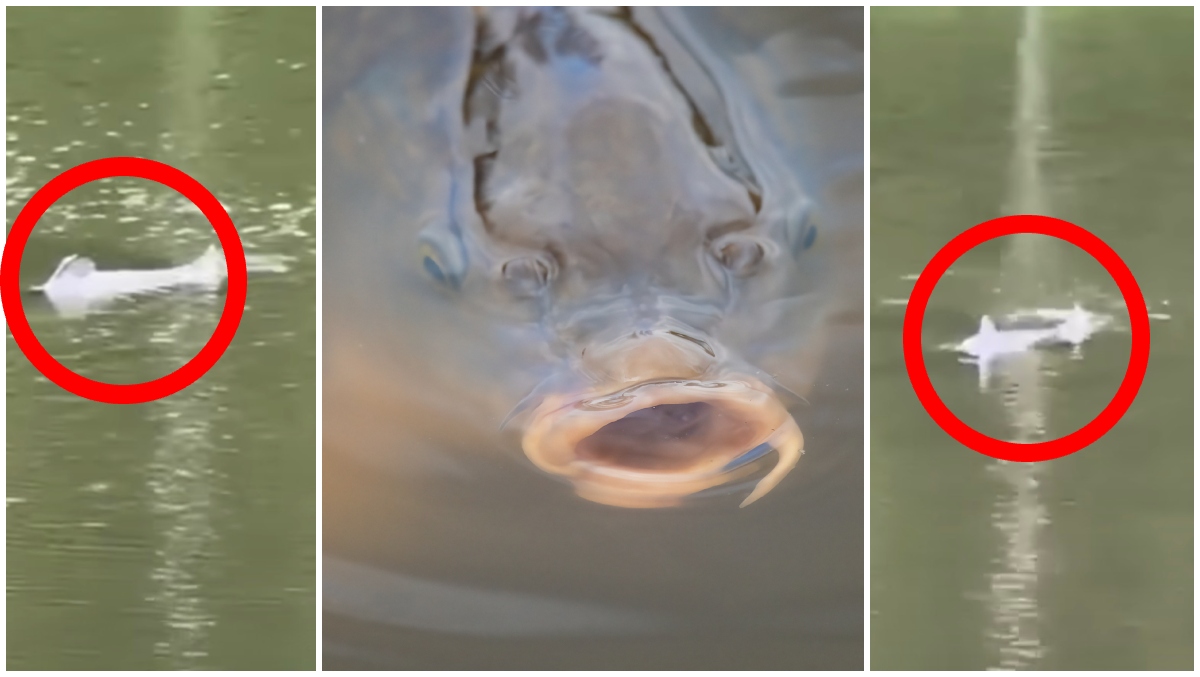 Mysterious Water Creature Spotted In New Orleans - outkick