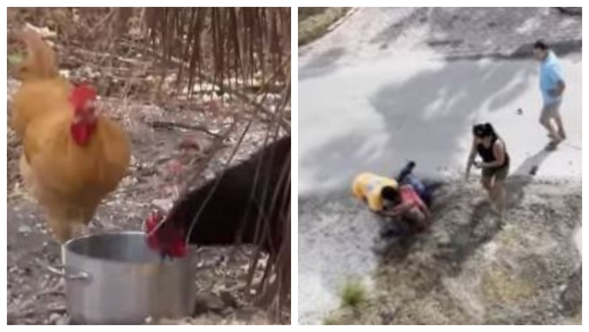 Two Men Arrested In Florida After Getting Into A Fight Over Chickens ...