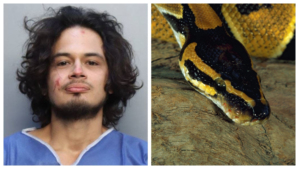 Florida Man Arrested After Biting Off Python's Head During A Domestic ...