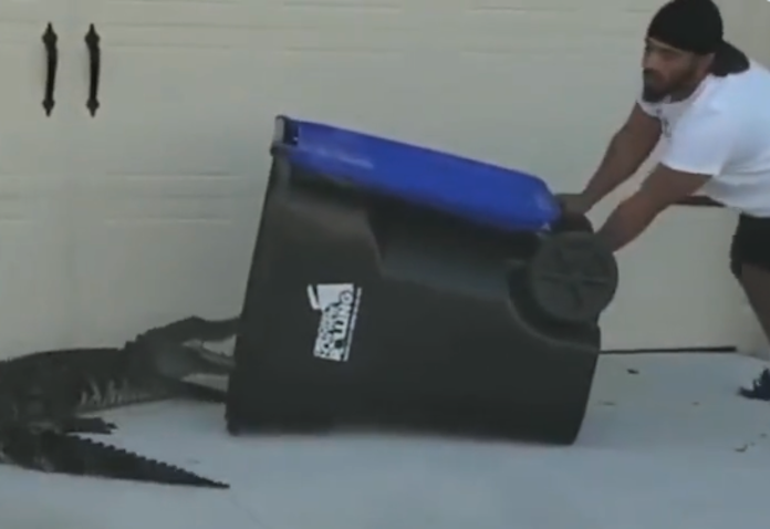 Florida Man Improvises During Gator Removal Project | OutKick