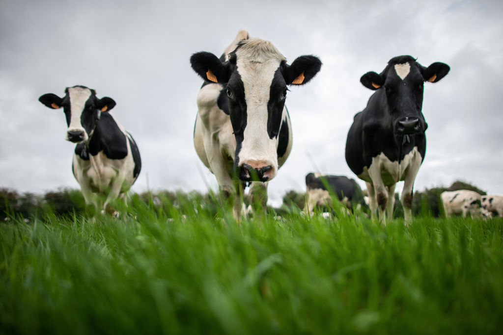 Environmental Wokes Want To Stop Cow Farts & Burps Via 'Methane ...