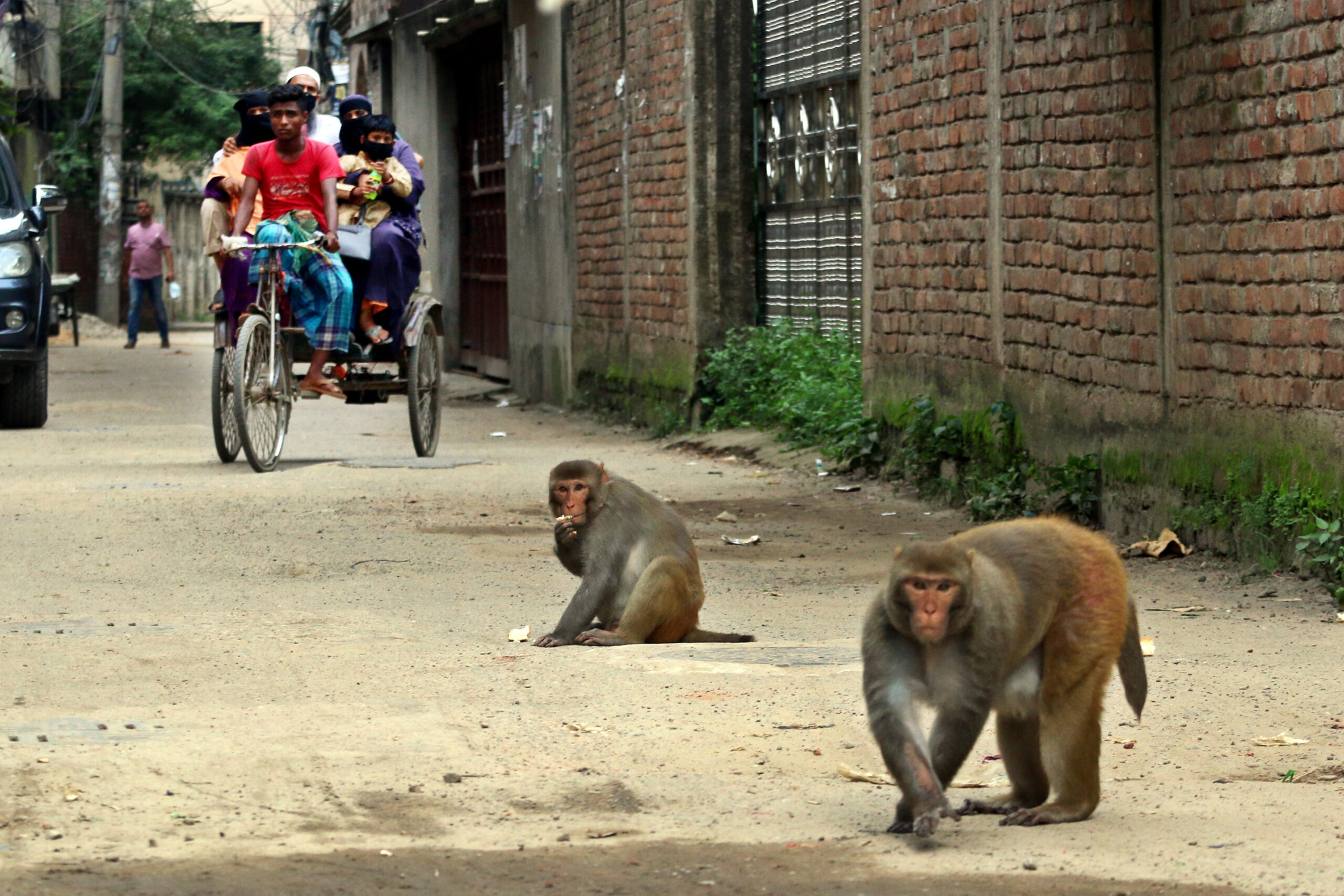 Baby-Snatching Monkeys Are On The Loose In Japan | OutKick