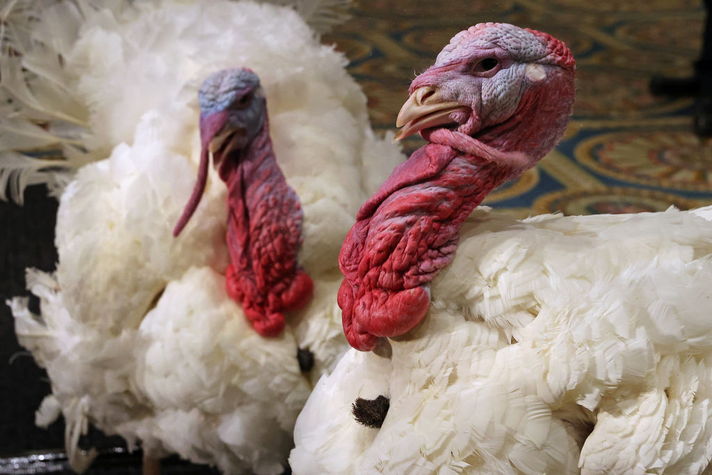 ProFootballDoc: Injury Info Can Help On Turkey Day Wagers | OutKick