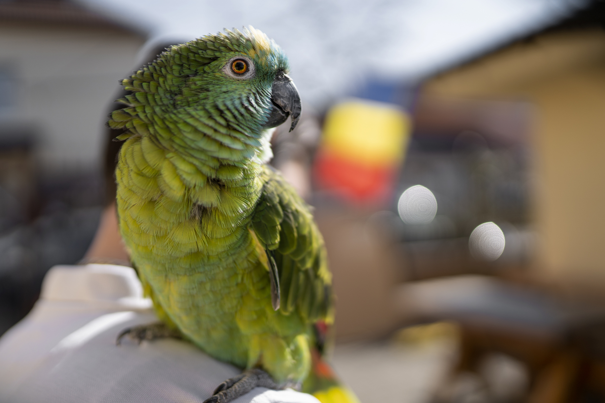 Parrot Confused For Screaming Woman: And They're Good Pets How? | OutKick