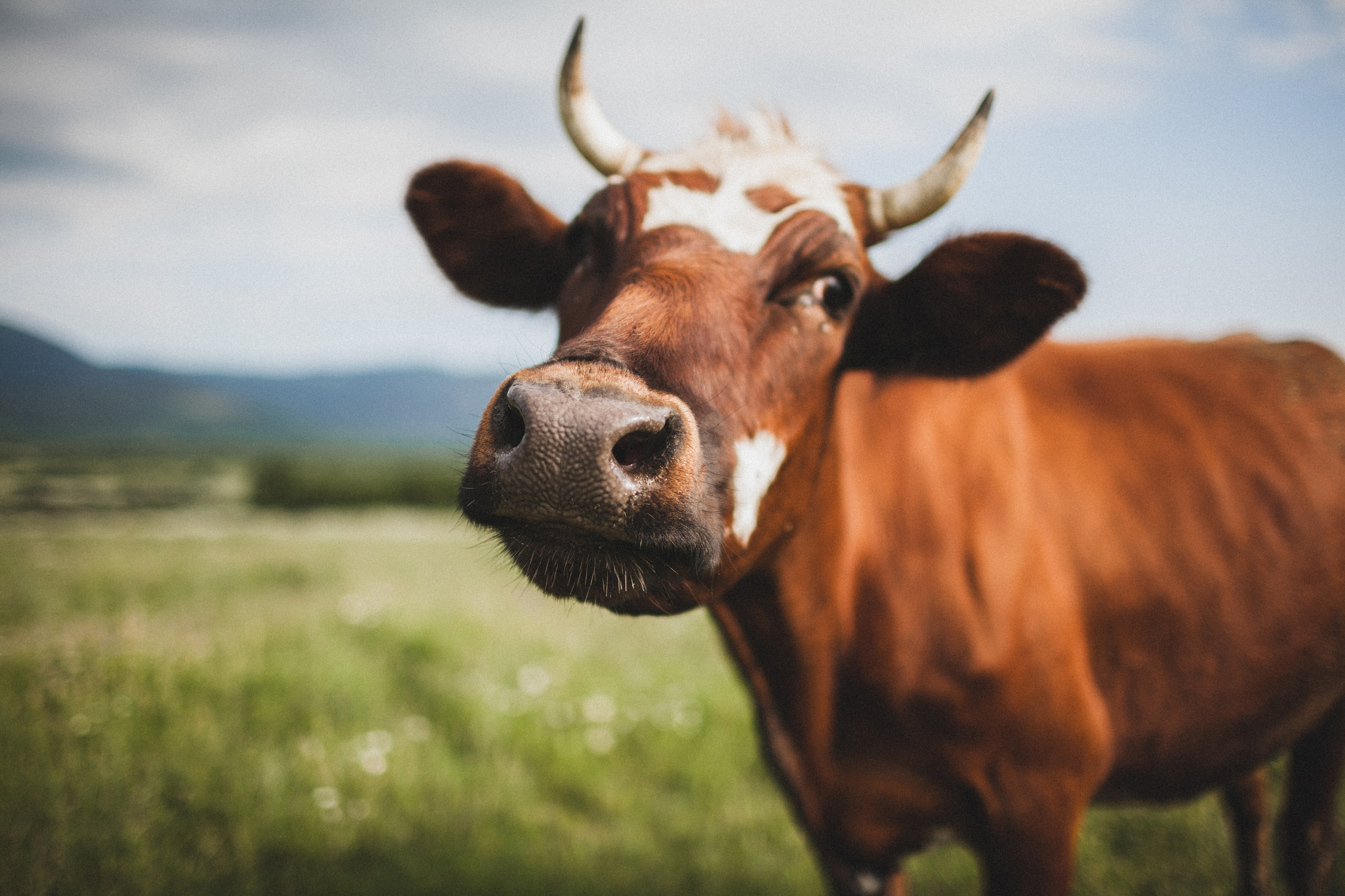 Doctor Smears Cow Dung On His Car; He's Convinced It Keeps It Cool ...
