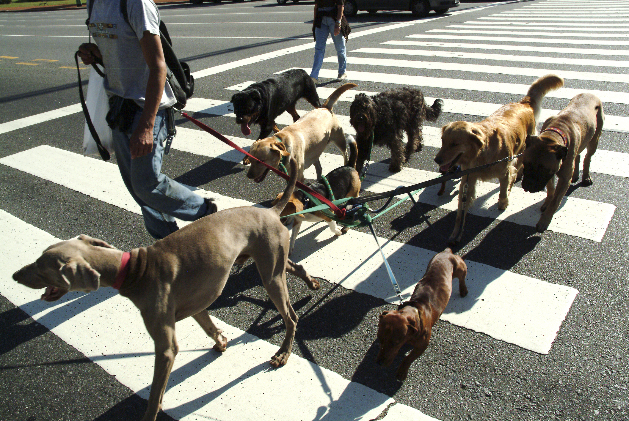 Dog Gets Sick After Eating A Meth Addict's Poop