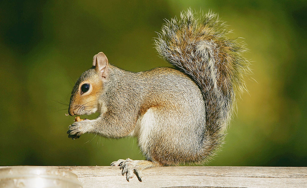 Squirrel Tests Positive for Bubonic Plague in Colorado | OutKick