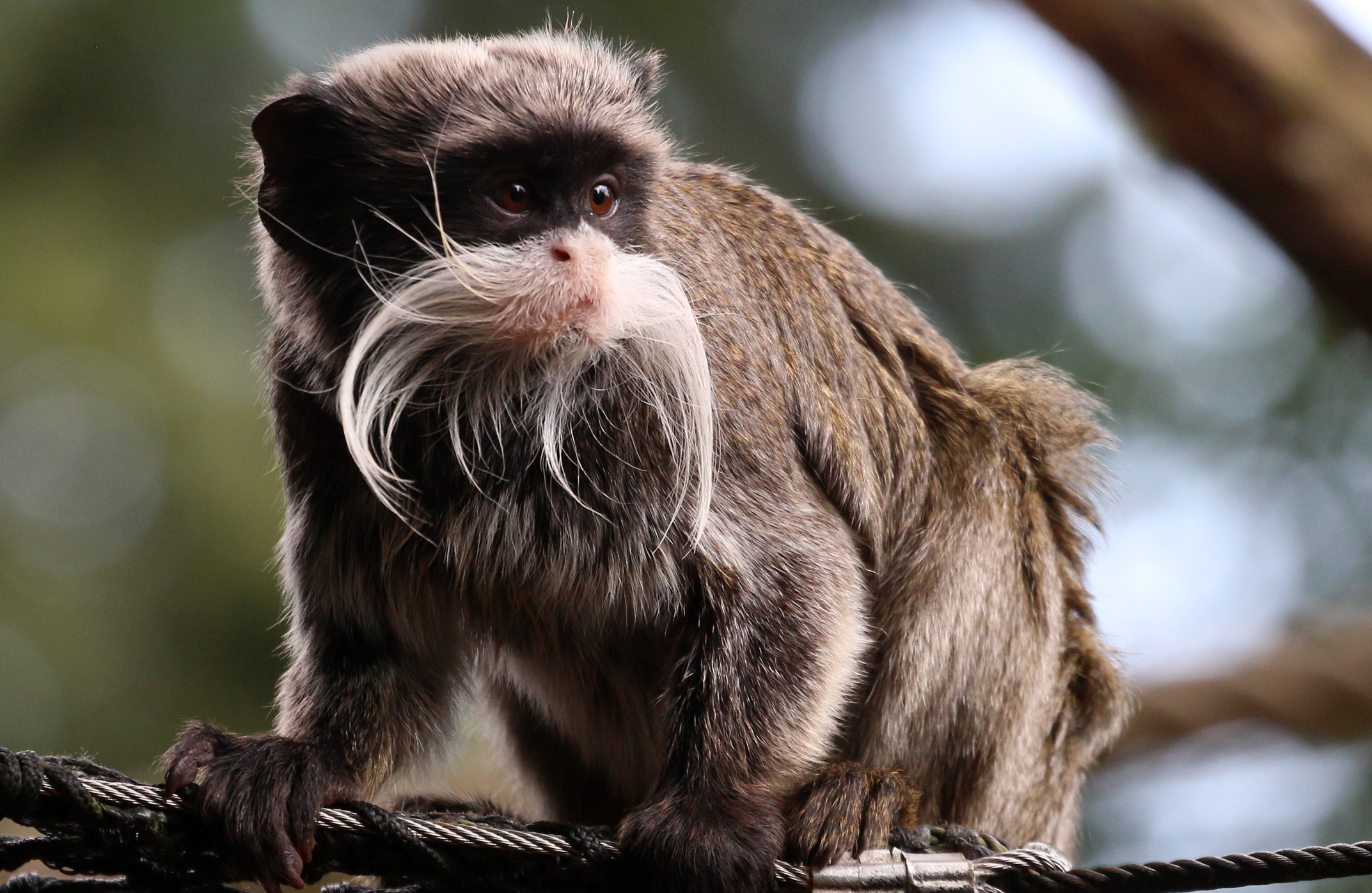 Monkeys Go Missing At Same Dallas Zoo Where Leopard Escaped