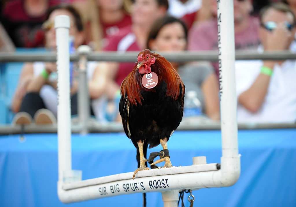 South Carolina Has To Rename Rooster, Fans Want 'Cock Commander' | OutKick