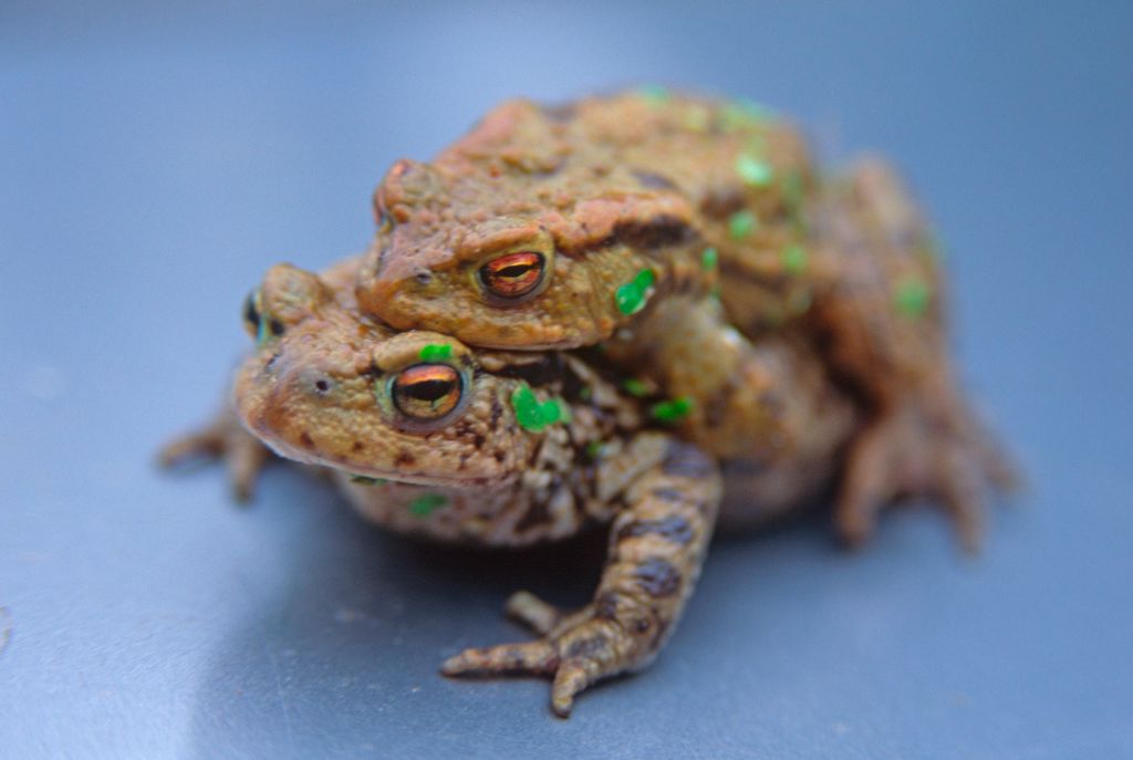 Female Frogs Fake Their Death To Avoid Sex, According To New Research ...