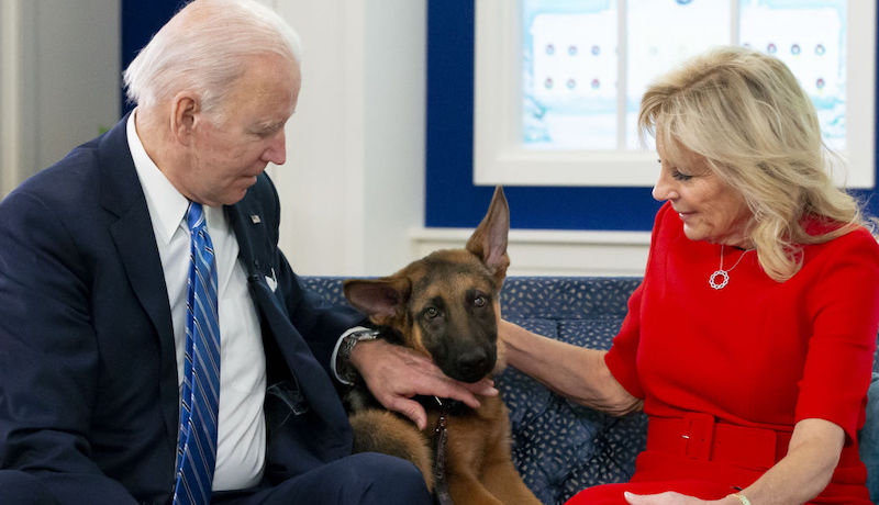 Joe Biden's Dog Won't Stop Biting People After Replacing First Dog That ...