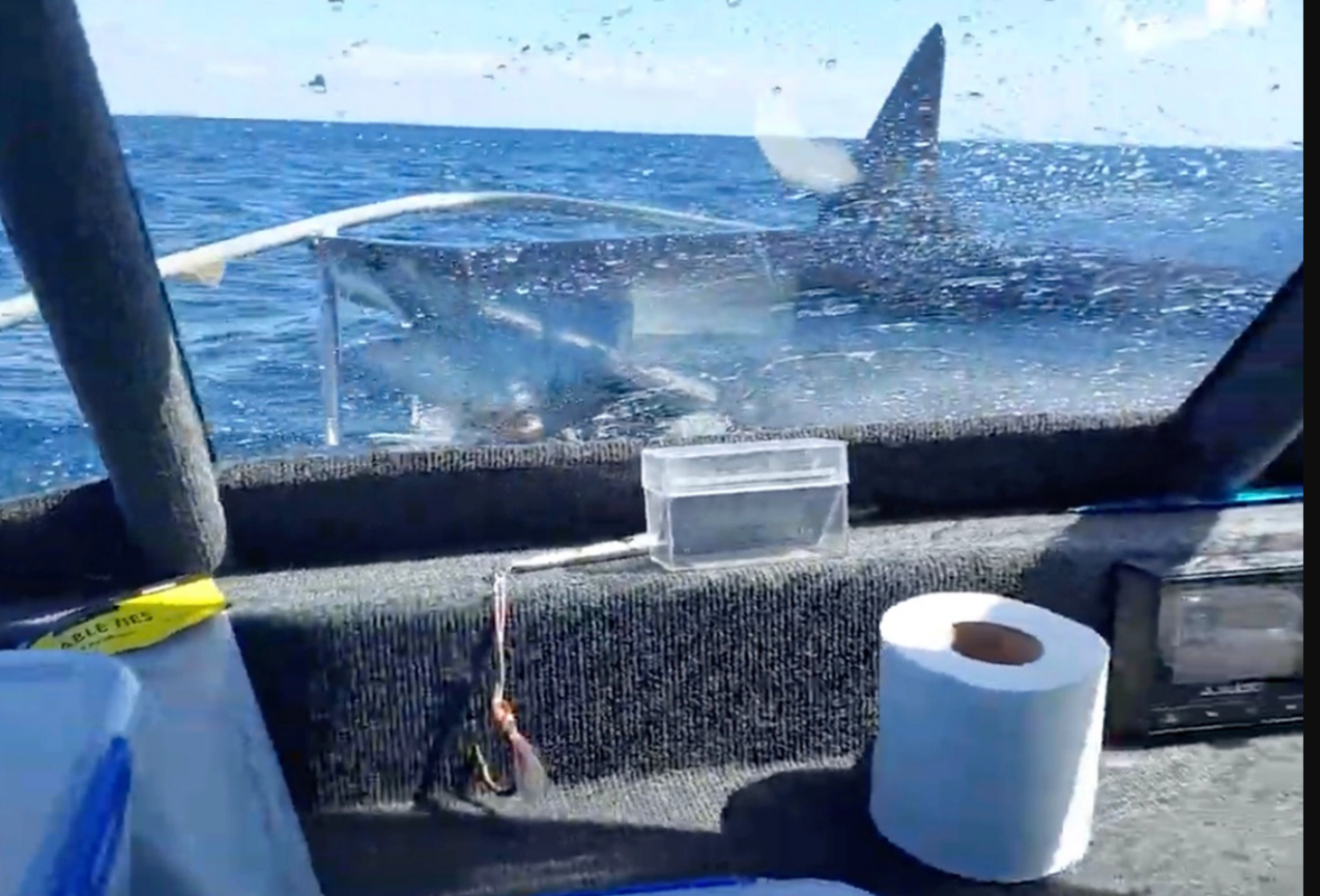 WATCH: Huge Mako Shark Jumps Onto Boat, Nobody Knows What To Do | OutKick WATCH: Huge Mako Shark Jumps Onto Boat, Nobody Knows What To Do | OutKick