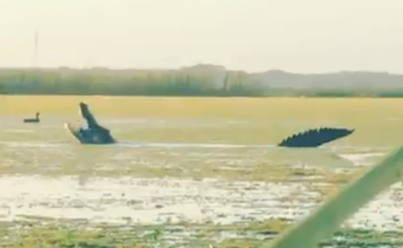 Watch This Massive 13-Foot Florida Alligator Snack On Ducks | OutKick