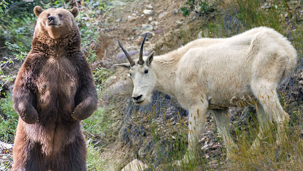 Mess With The Goat, You Get The Horns: Grizzly Bear Killed By Mountain ...