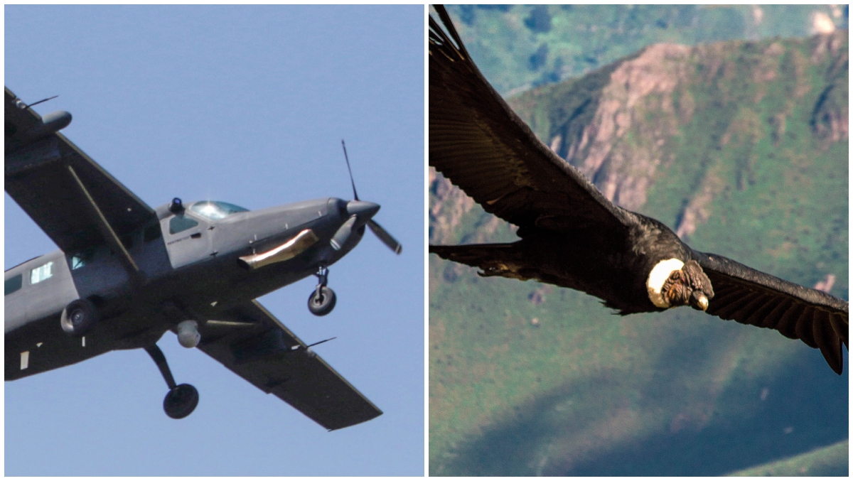 Giant Bird Crashes Through Plane's Cockpit In Scary Video - outkick ...