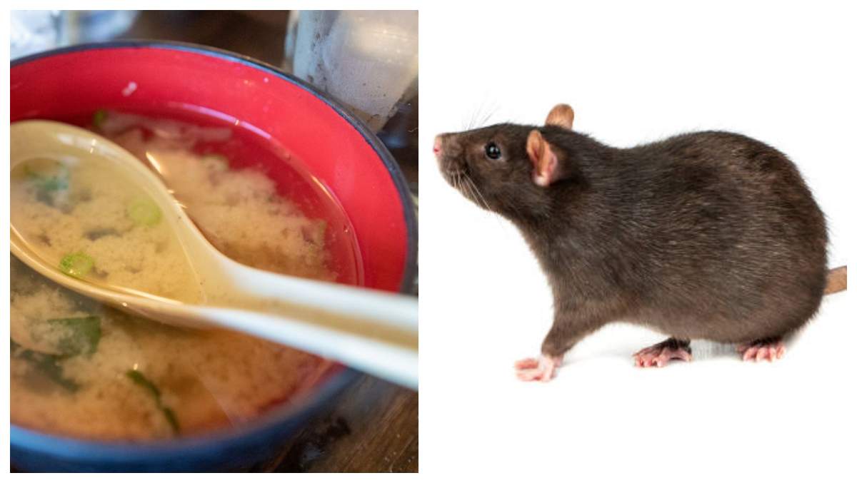 Ratatouille? NYC Couple Sues Korean Restaurant After Finding A Ra