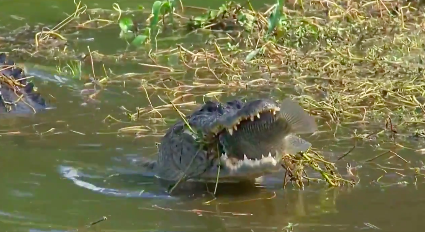 Video: Alligator Eats Fish During Golf Broadcast | OutKick