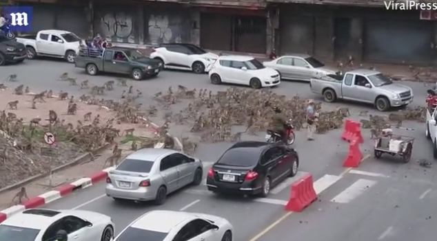Thailand Monkey Gangs Get Into Street Fight As Turf War Breaks Out ...