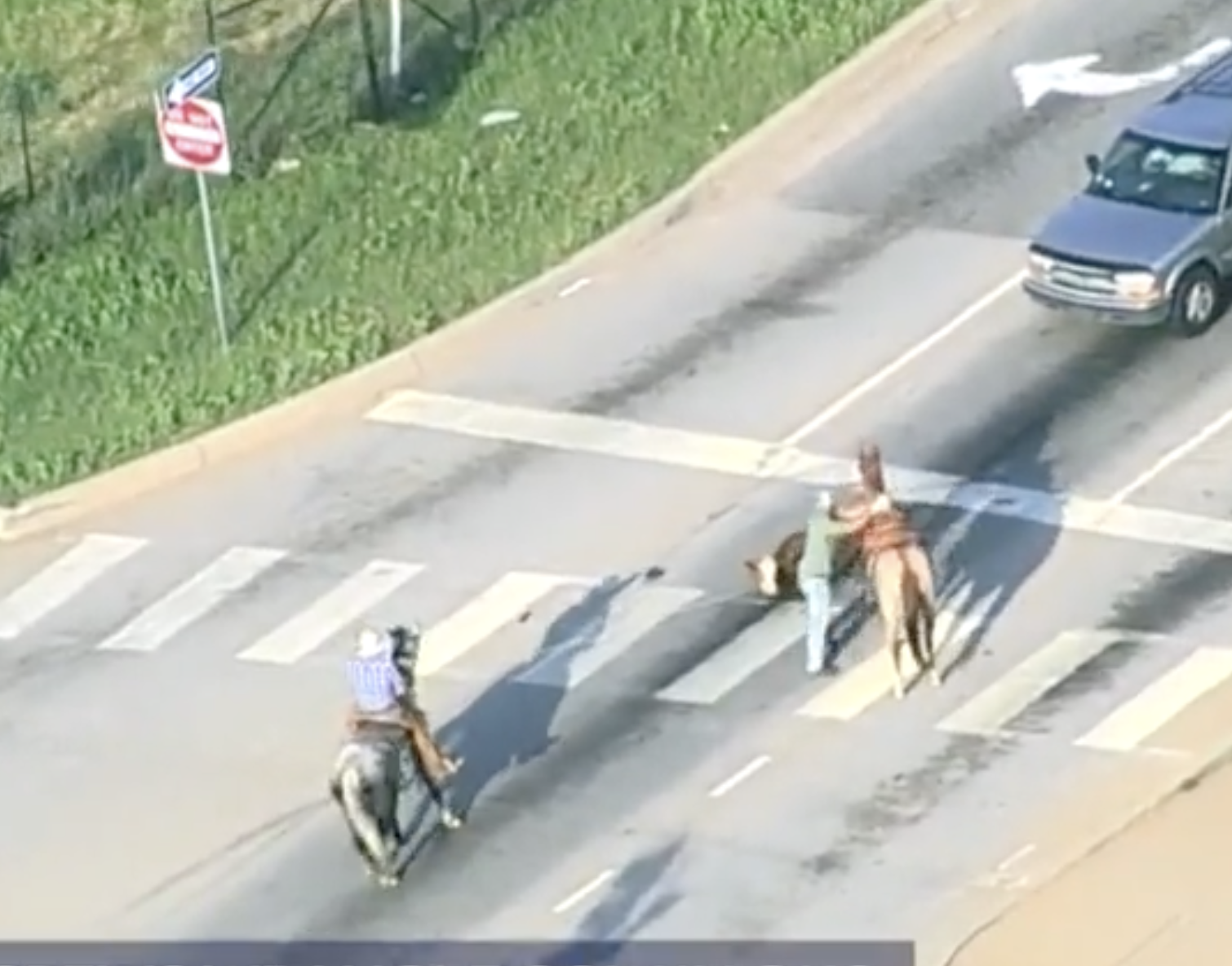 Cowboys Wrangle Cow On The Loose Along OKC Highway | OutKick