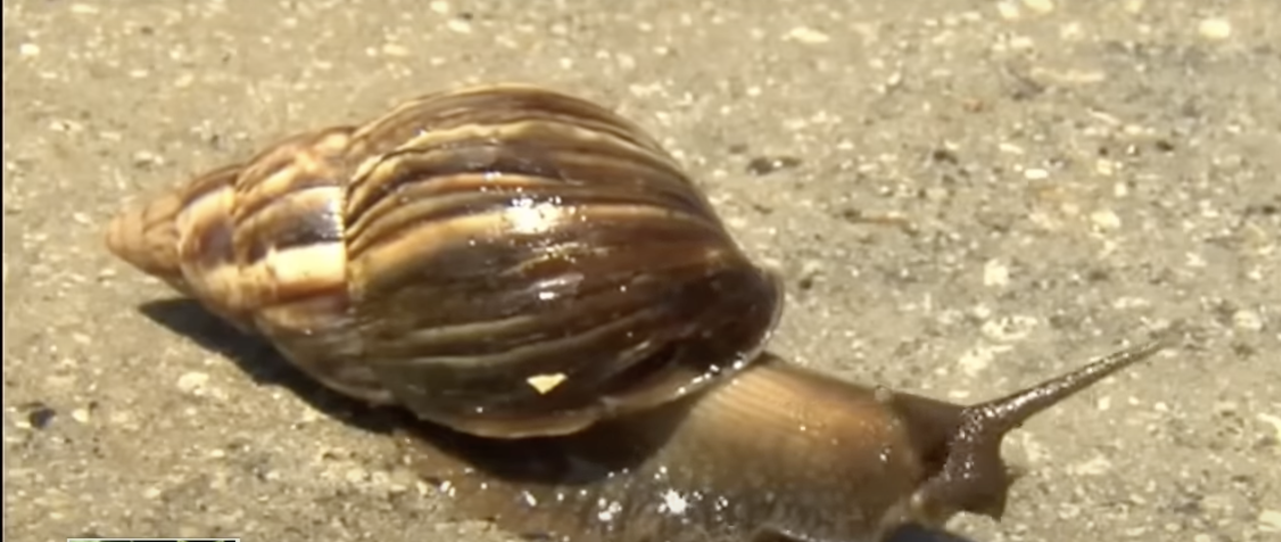 Giant African Land Snails Invade Florida County