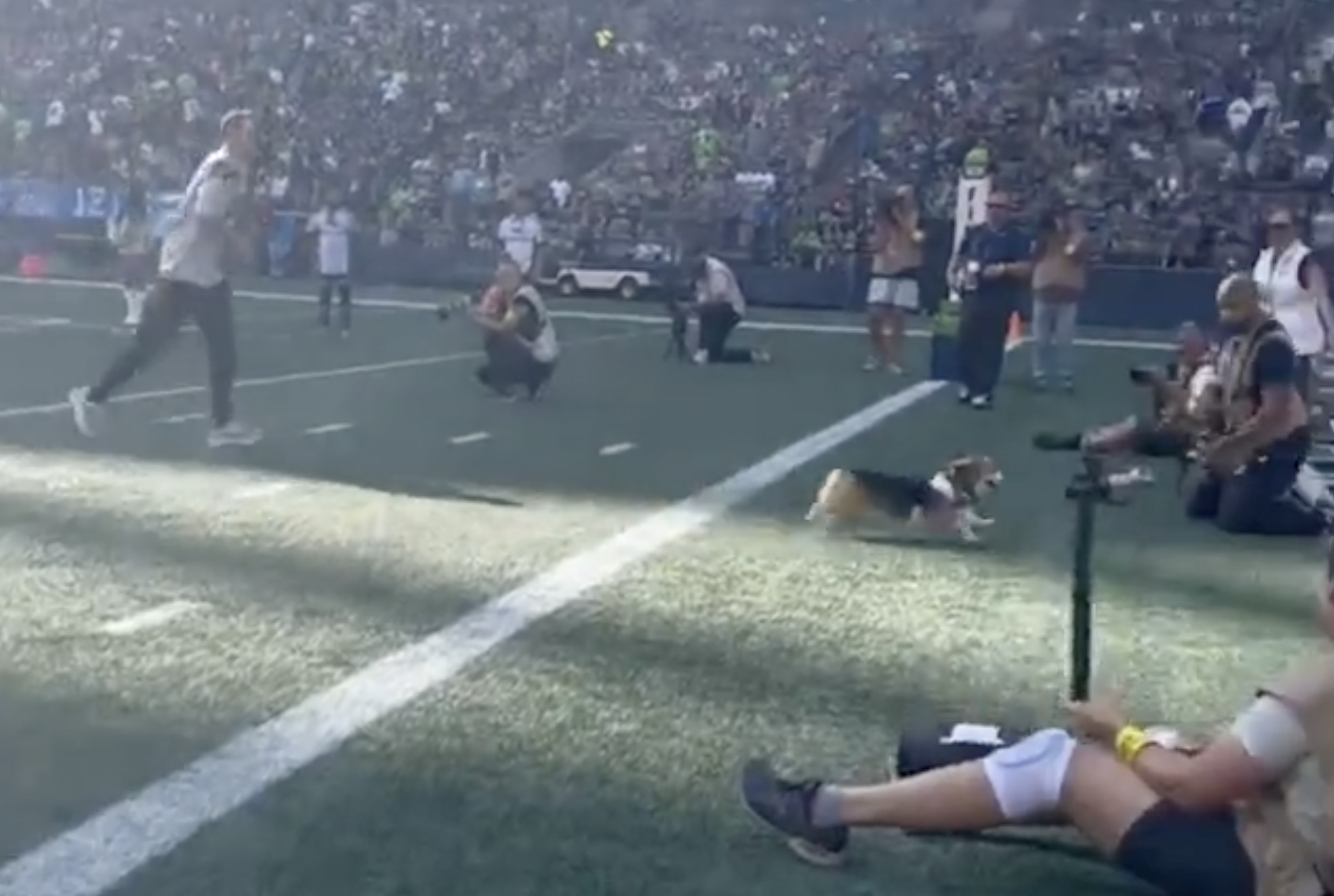 Corgi Race Goes Awry At Seahawks Game | OutKick