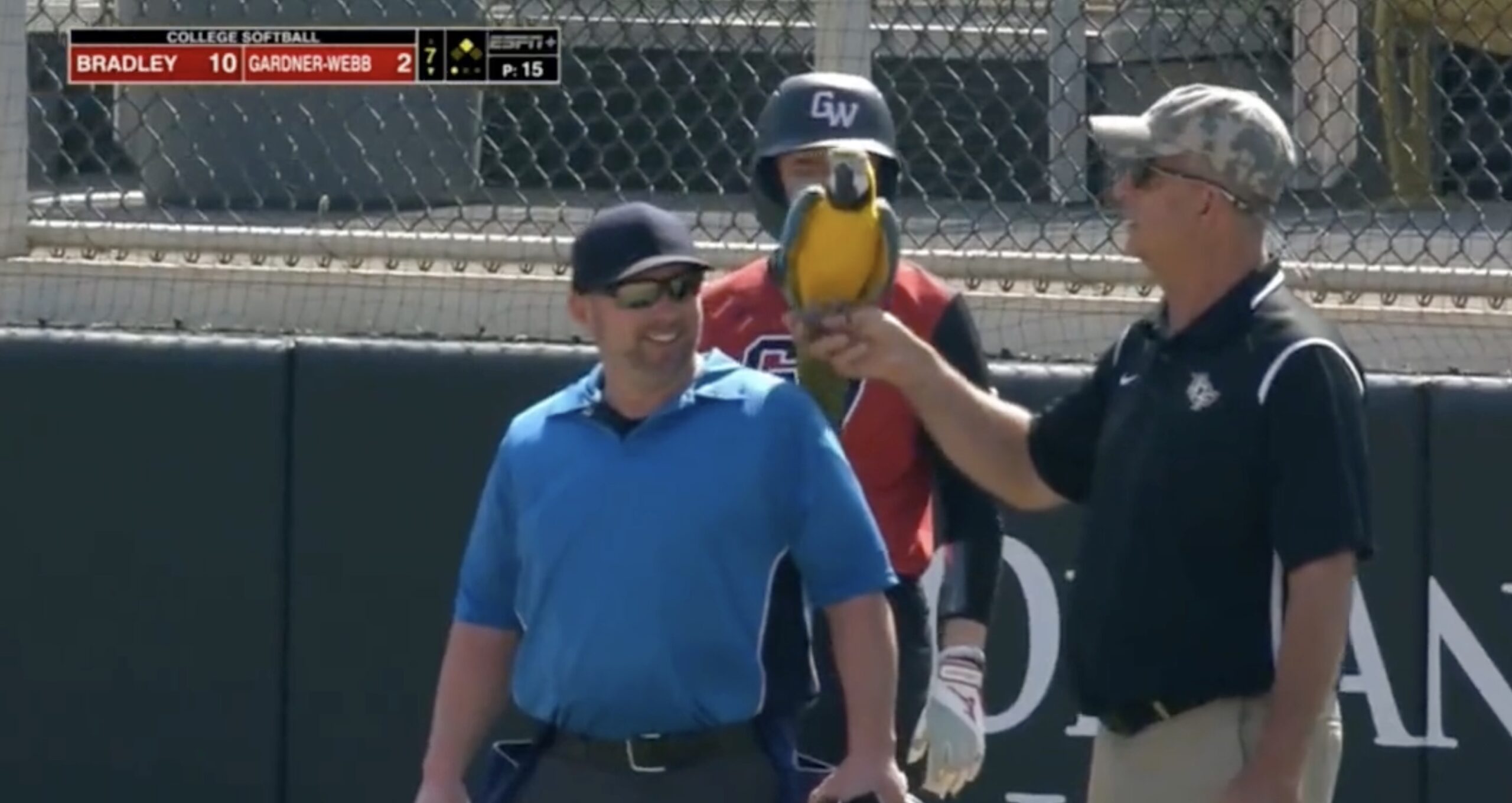 Rogue Parrots Interrupt College Softball Game | OutKick