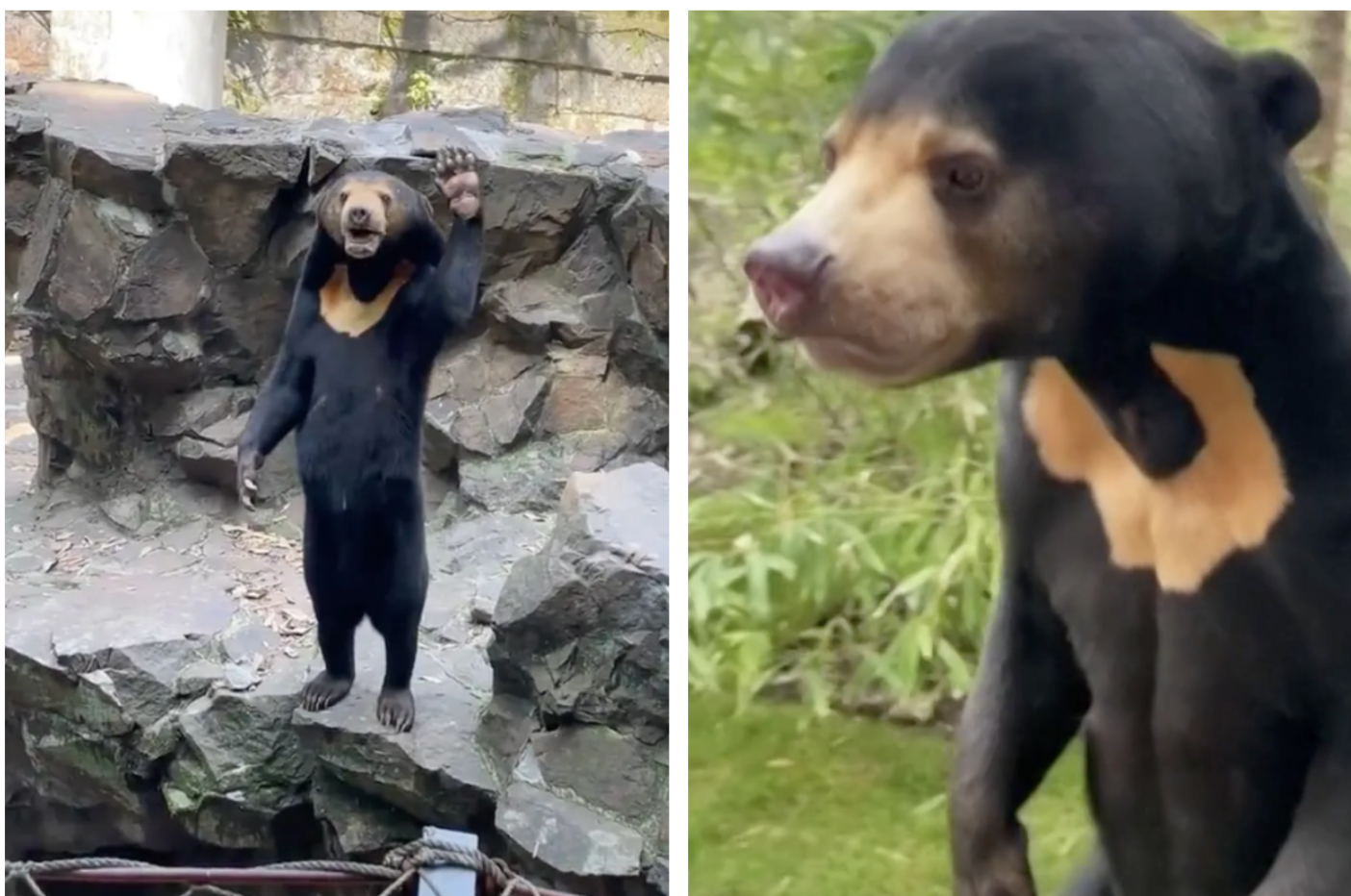 Now, The UK Has A Human-Looking Bear That Waves | OutKick