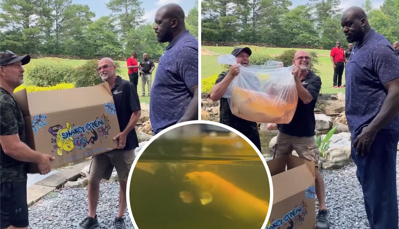 Shakoi O'Neal! Shaq Now Owns A Massive Koi Shipped In From Japan, Names ...