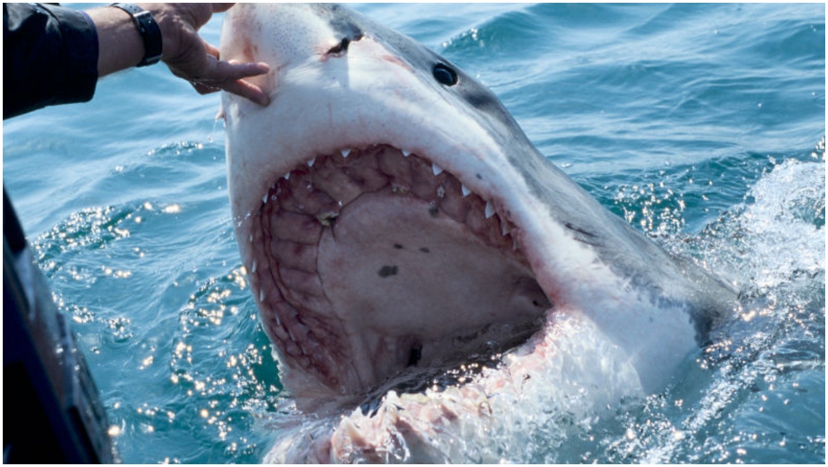 Great White Sharks Stalk California Surfers: VIDEO - outkick | OutKick