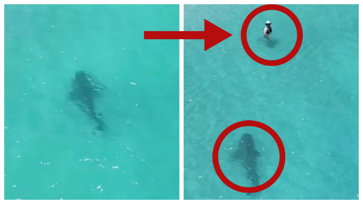 Shark Goes Near Unsuspecting Swimmer: VIDEO - outkick | OutKick