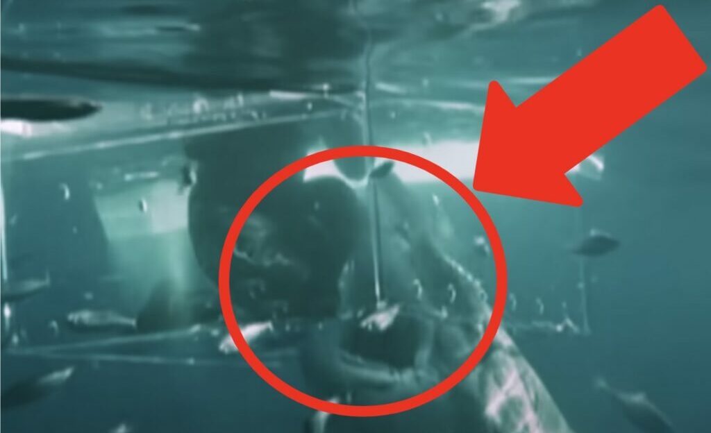 Great White Shark Nearly Mauls A Man In Terrifying Video | OutKick