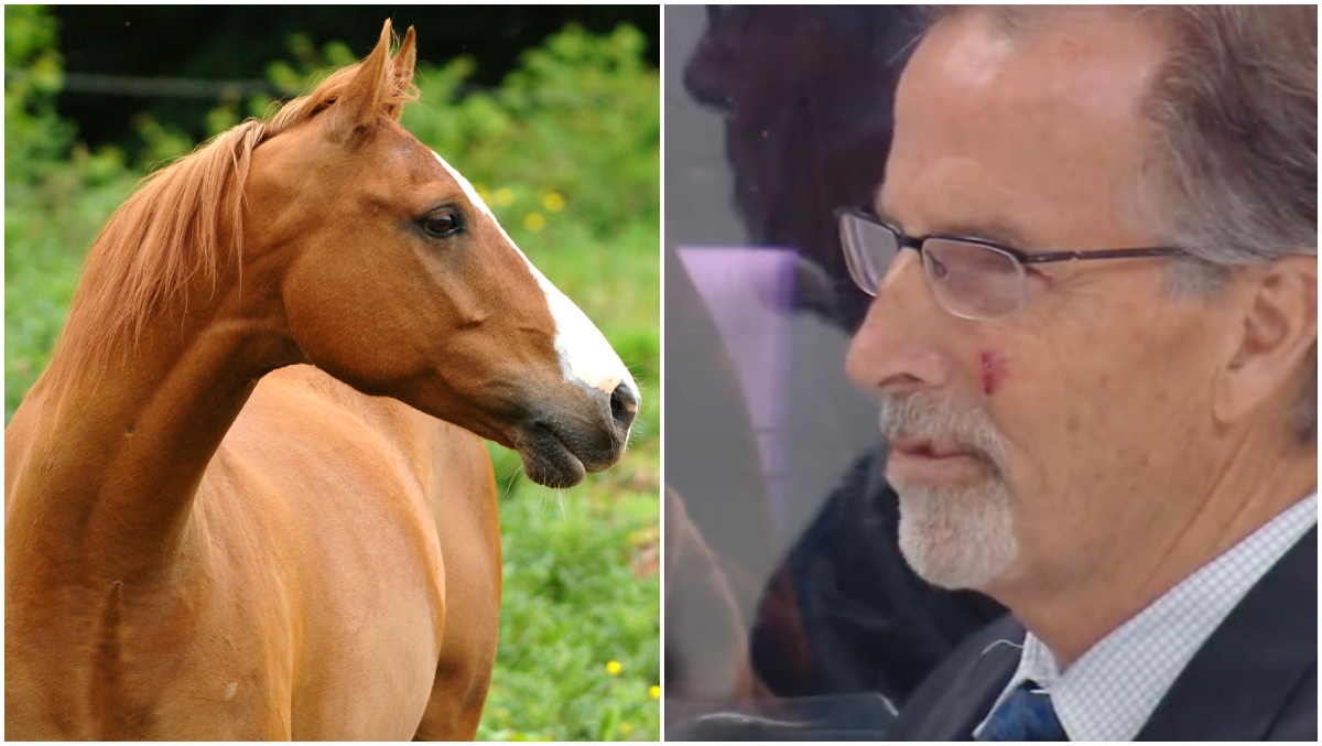 Horse Kick Wound On NHL Coach's Face Elicits No Questions From Media ...