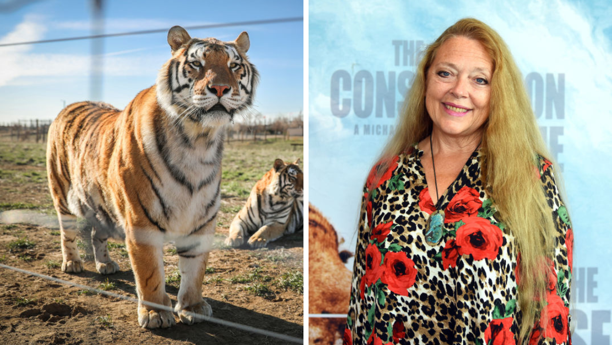 Carole Baskin Wins Again, Joe Biden Signs ‘Tiger King’ Bill | OutKick