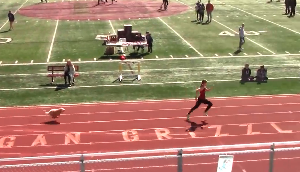 Dog Shows Incredible Closing Speed, Wins Utah High School Relay Race ...