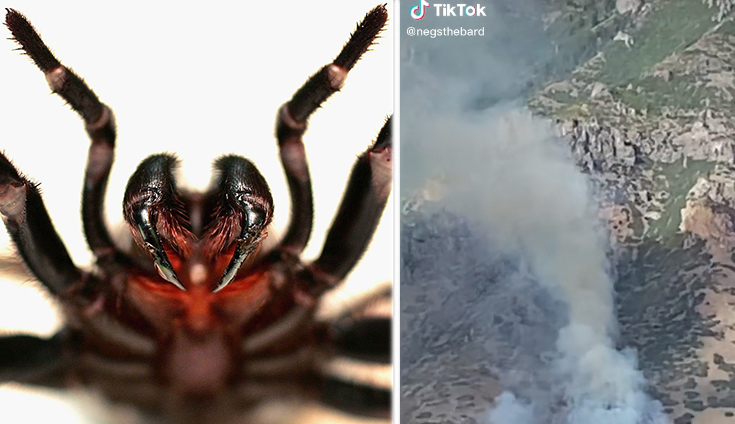 Utah Man Says He Started Wildfire While Trying To Burn A Spider, But ...